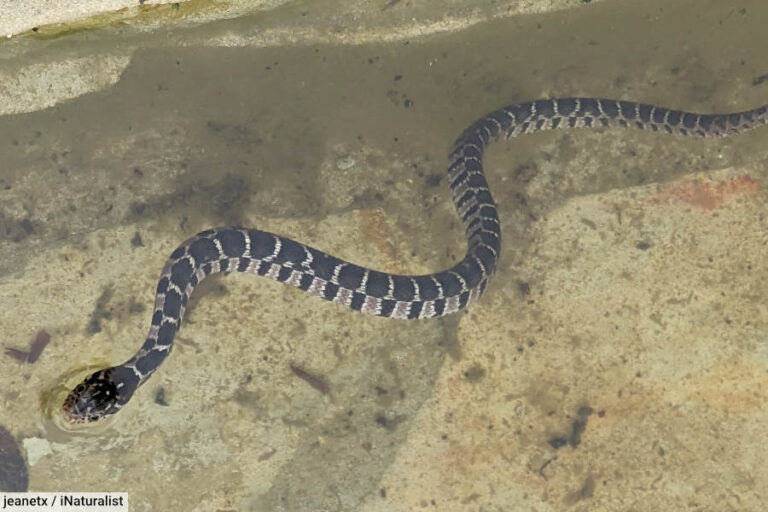 Texas Snakes: List With Pictures & Facts, Snakes In Texas