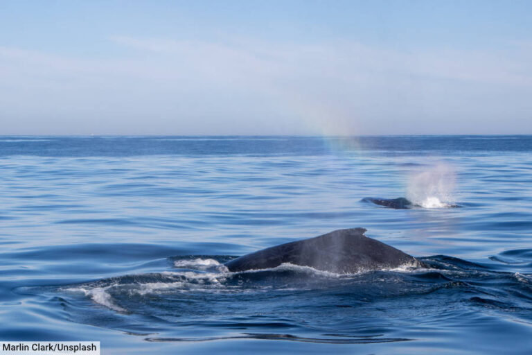 Whale Watching Guide: Best Locations In The World, Species, When To Go