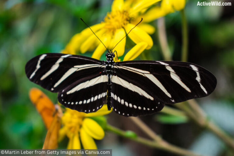 The World’s Most Beautiful Butterflies: Pictures & Facts | Environment.org