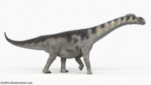 Camarasaurus Facts – Large Sauropod Dinosaur Of The Late Jurassic