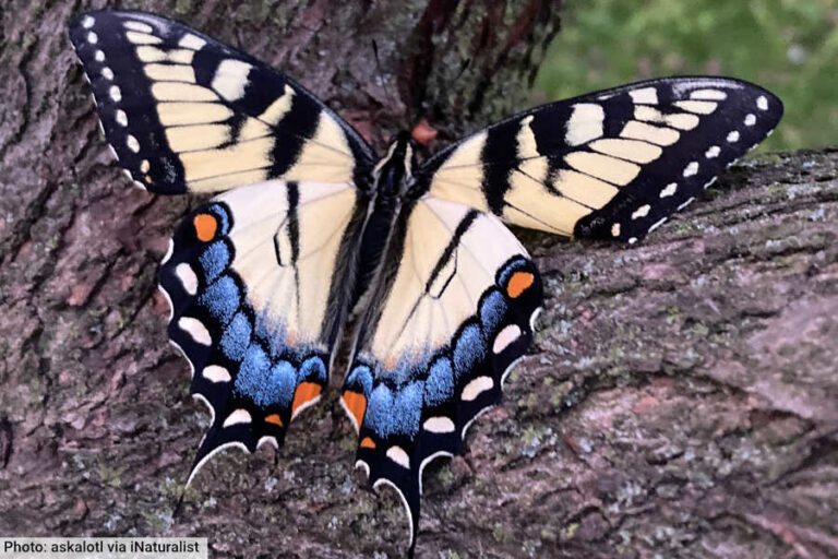 Texas Butterflies – List Of Species With Pictures & Interesting Facts