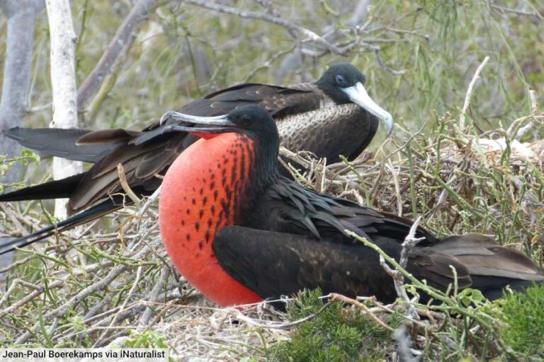 Galapagos Islands Animals: Interesting Species Found On The Islands