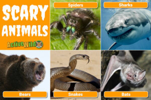 Scary Animals Pictures & Facts With FREE Printable Quiz