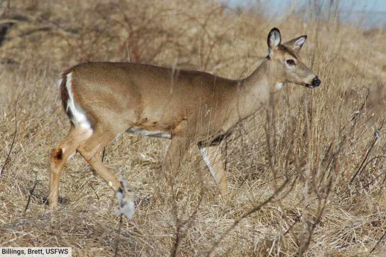 Types of Deer in the United States: Complete Guide to All Species