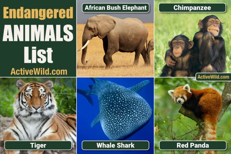 Endangered Animals List With Pictures & Interesting Facts – Updated 2024
